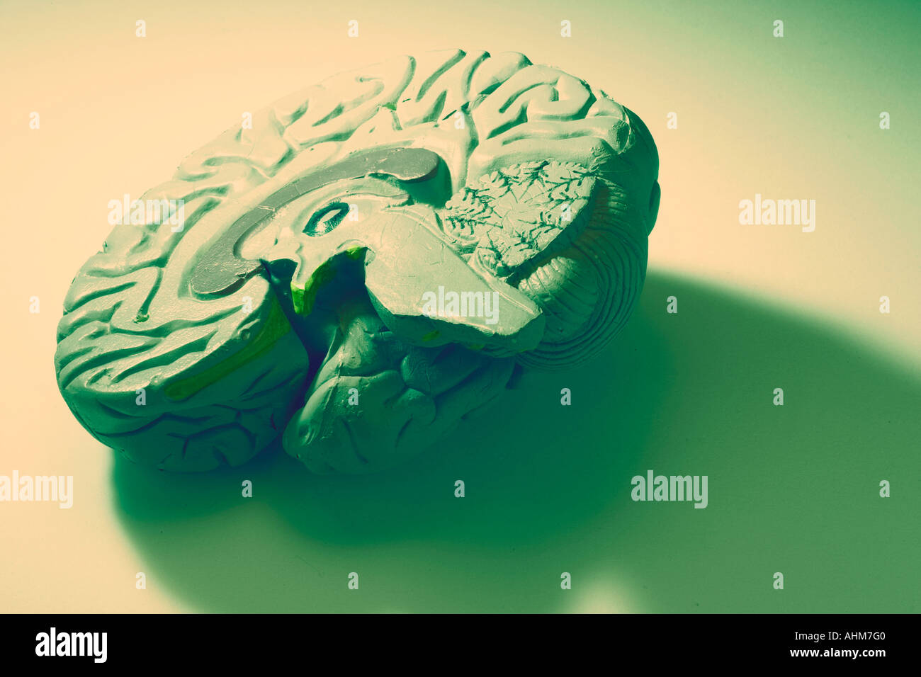 Anatomy Specimen of Human Brain Stock Photo - Alamy