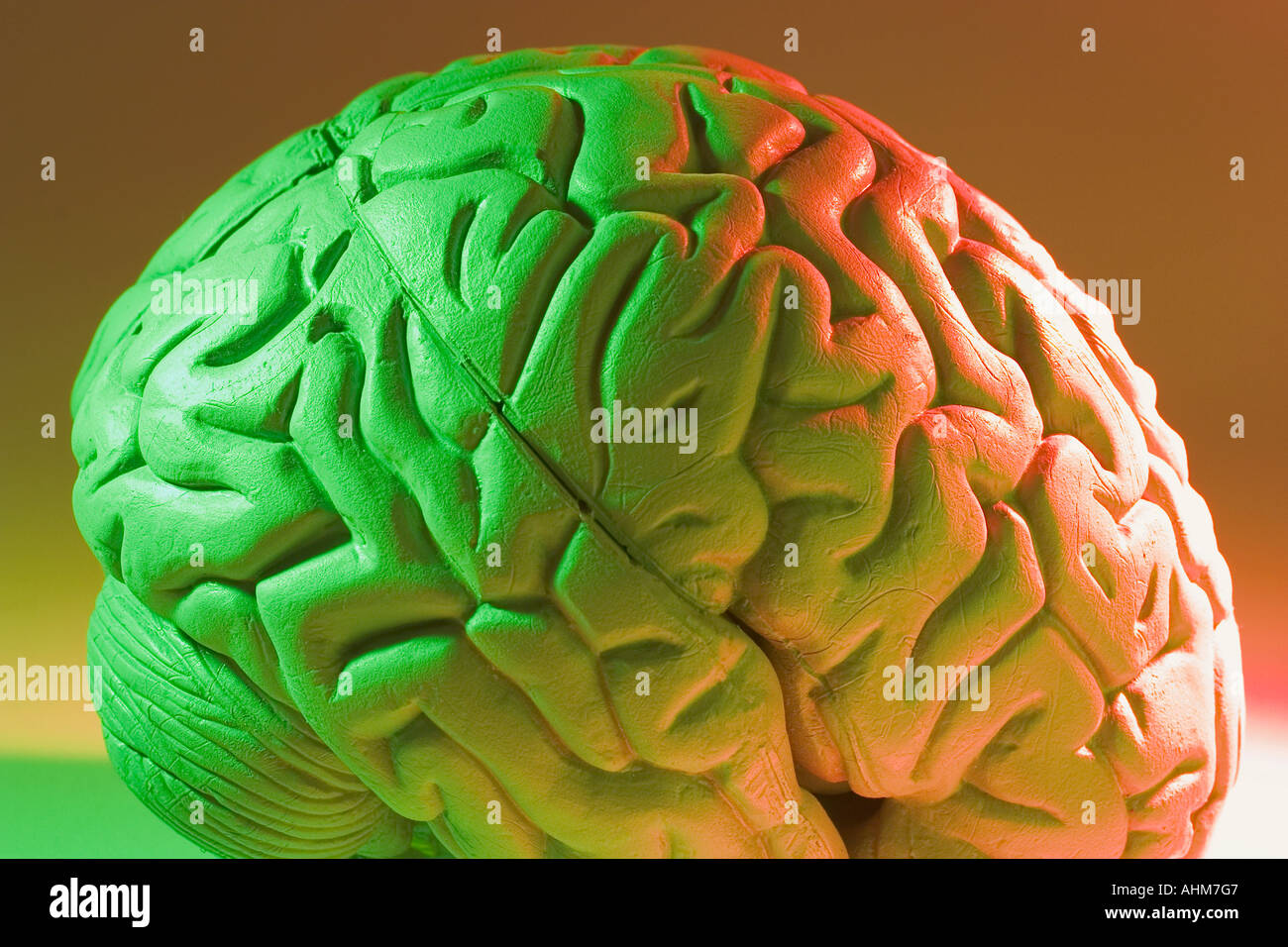Anatomy Specimen of Human Brain Stock Photo - Alamy