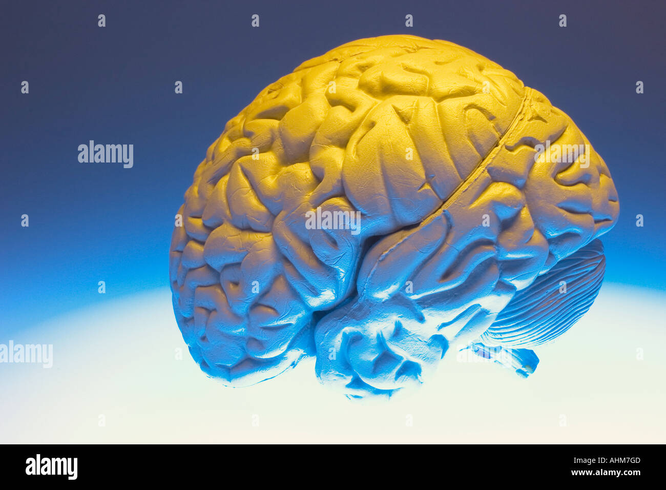 Anatomy Specimen of Human Brain Stock Photo - Alamy