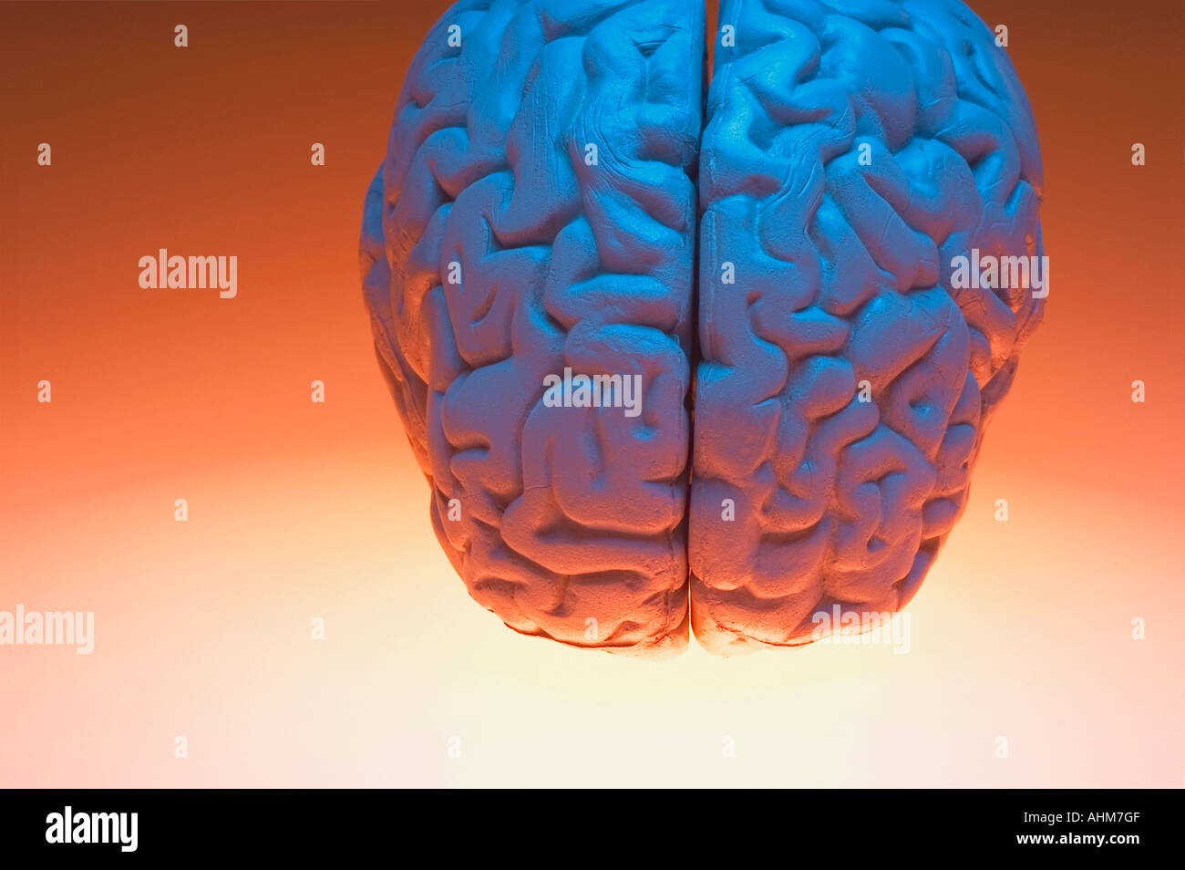 Anatomy Specimen of Human Brain Stock Photo - Alamy