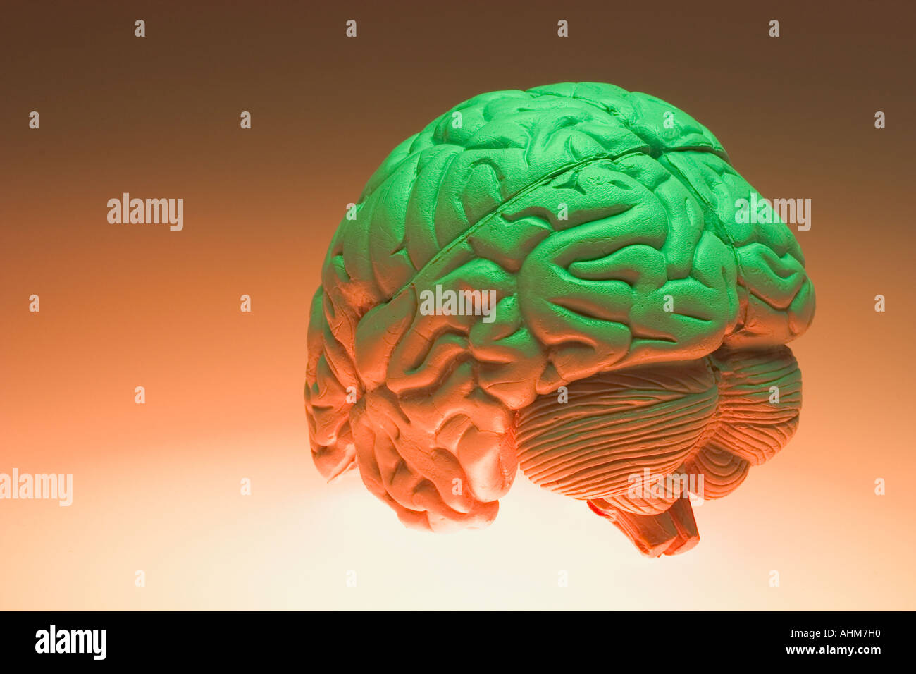 Anatomy Specimen of Human Brain Stock Photo - Alamy