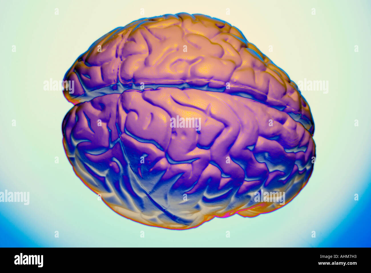 Anatomy Specimen of Human Brain Stock Photo - Alamy