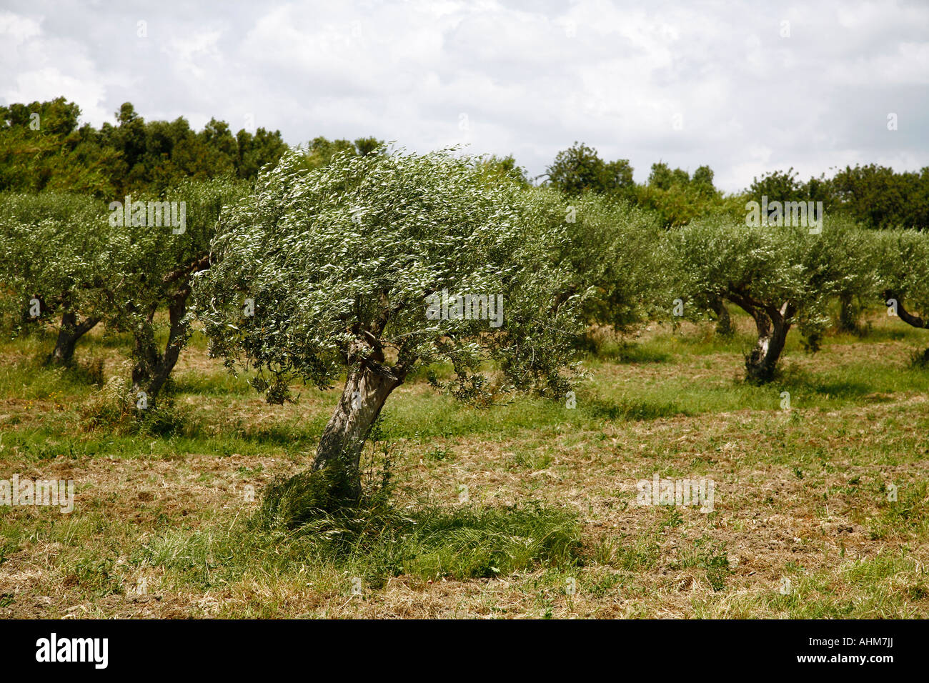 Olive trees Sicily Stock Photo - Alamy