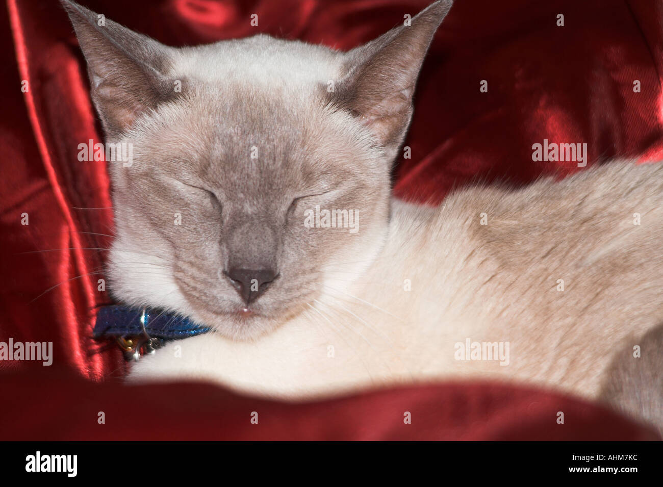 Lilac point siamese cat on dark red satin sheet Stock Photo - Alamy