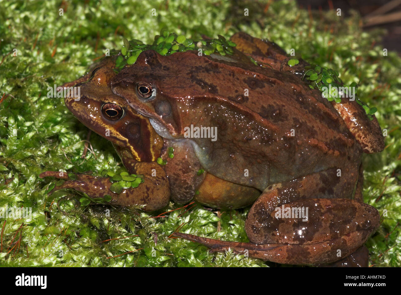 Common Frog (Rana temporaria Stock Photo - Alamy