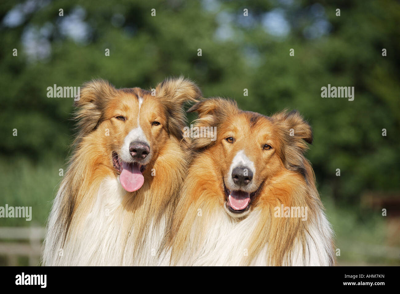 two Collies - portrait Stock Photo - Alamy