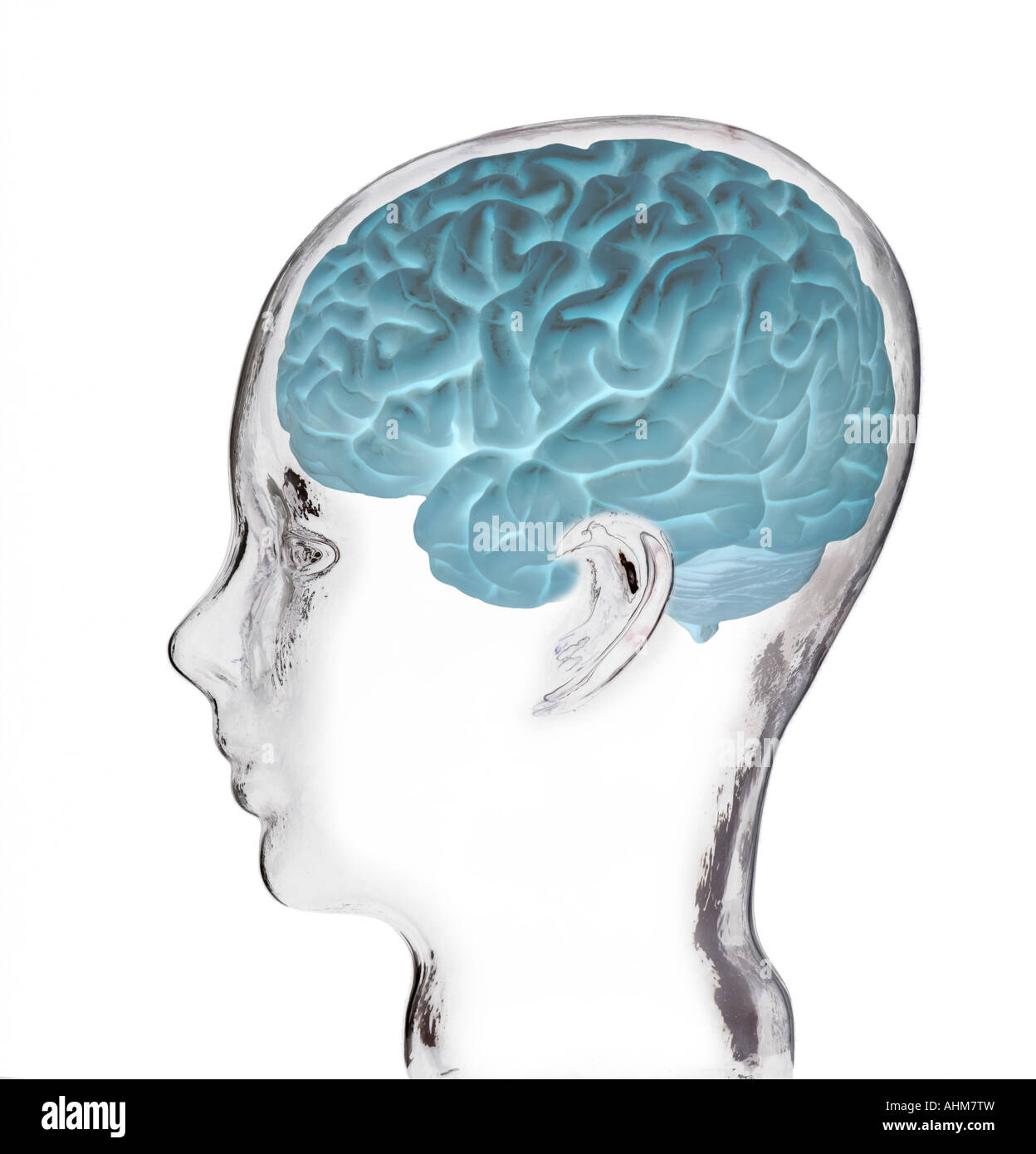 TRANSPARENT GLASS MODEL OF HUMAN HEAD WITH BRAIN Stock Photo - Alamy