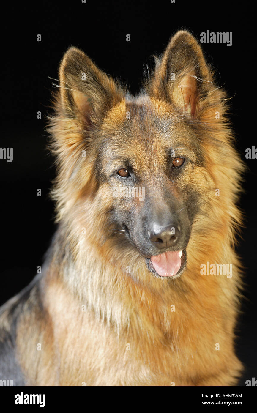 German Shepherd dog - portrait Stock Photo - Alamy
