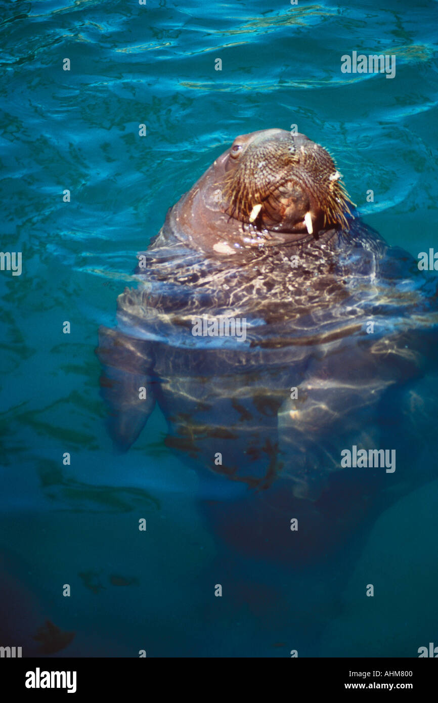 Walrus tusks ivory hi-res stock photography and images - Alamy