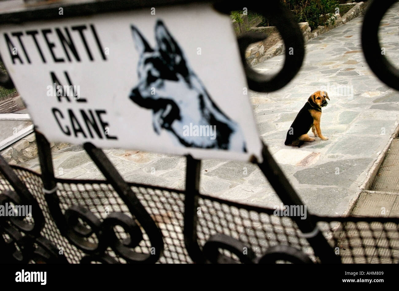 puppy dog Italy Stock Photo - Alamy