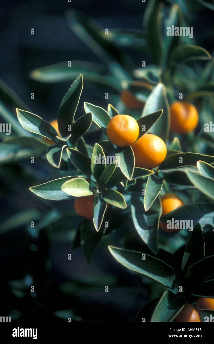 Backyard kumquat tree hi-res stock photography and images - Alamy