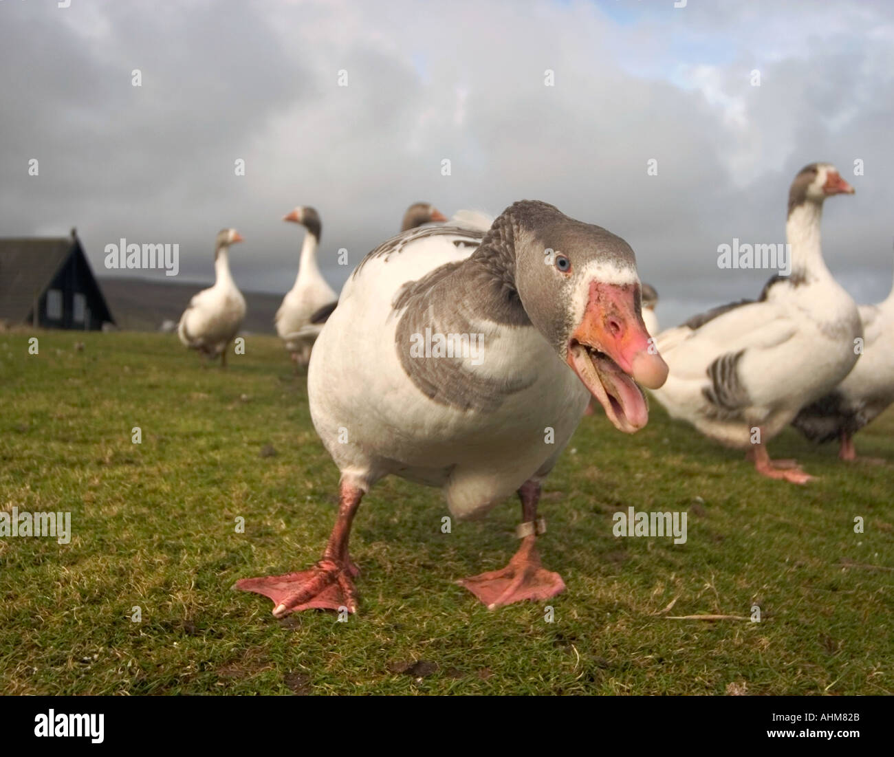 Nosey duck hi-res stock photography and images - Alamy