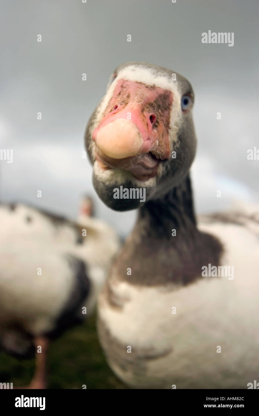 Nosey duck hi-res stock photography and images - Alamy