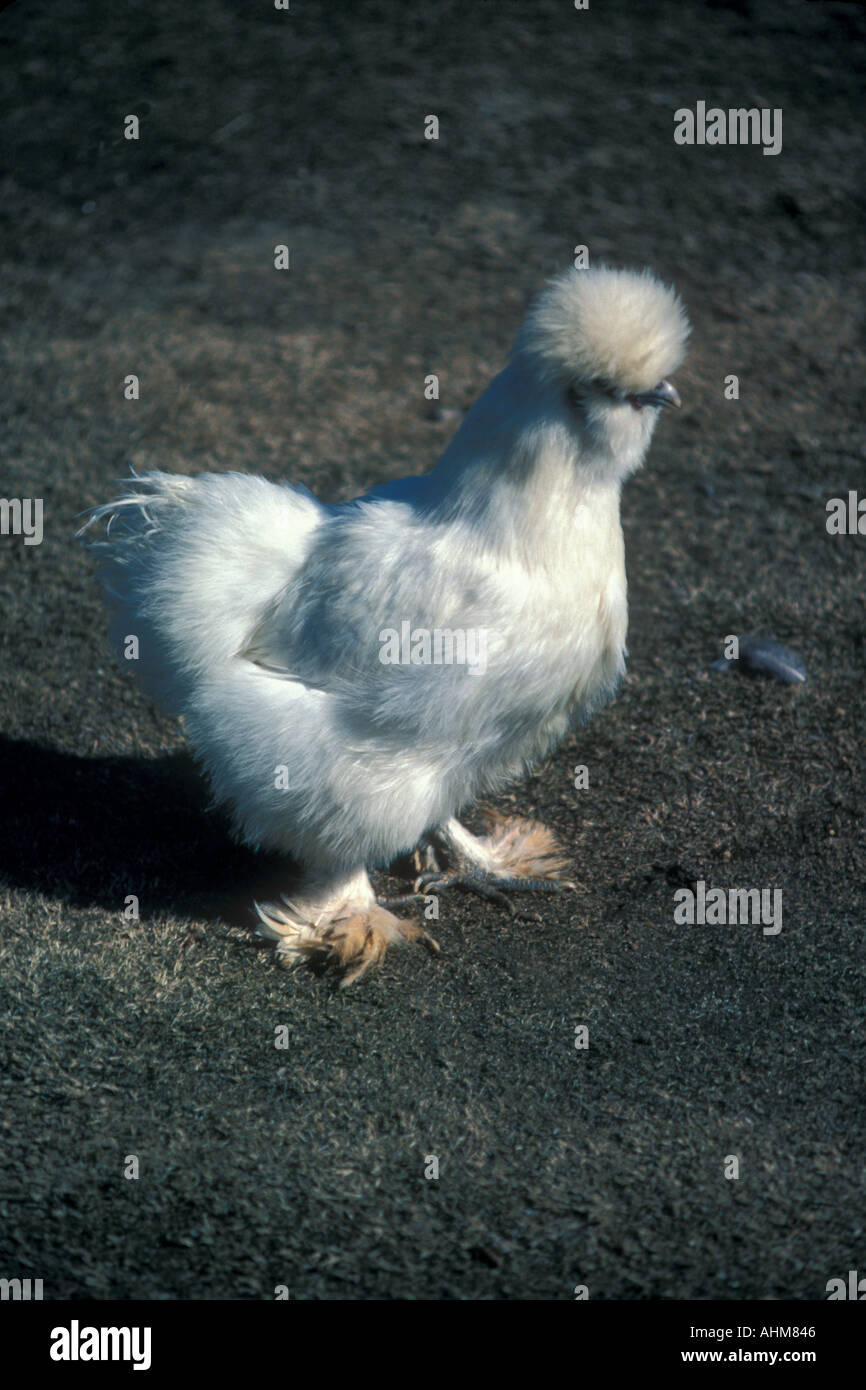 Japanese Silky Bantam Chicken Stock Photo - Alamy