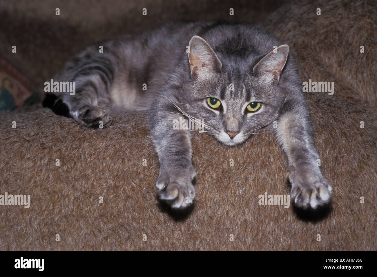 Cat stretched out claws hi-res stock photography and images - Alamy