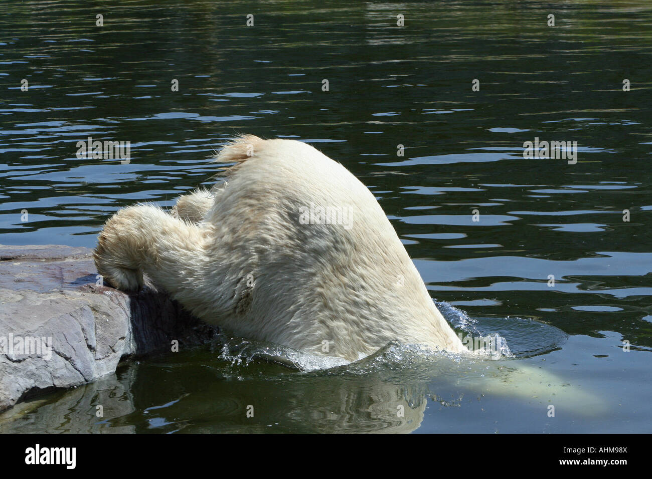 Polar Bear diving into water Stock Photo - Alamy