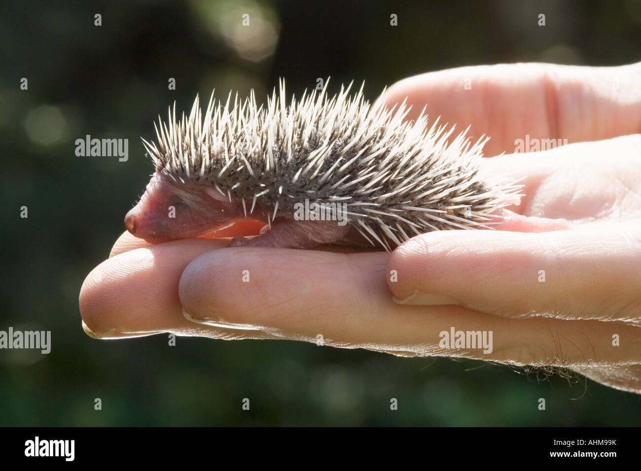 Hedgehog cubs hi-res stock photography and images - Alamy