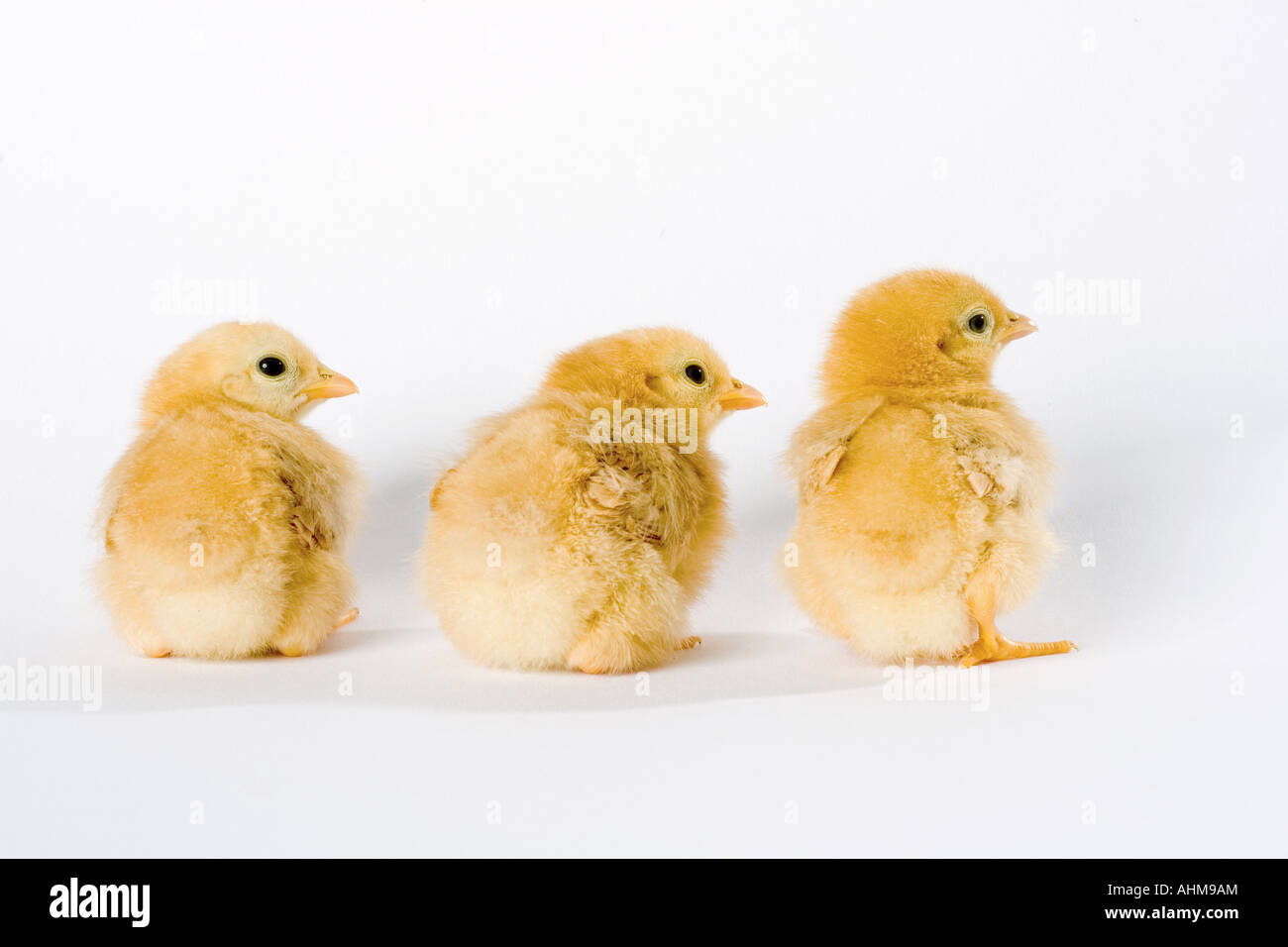 three chicks - cut out Stock Photo - Alamy