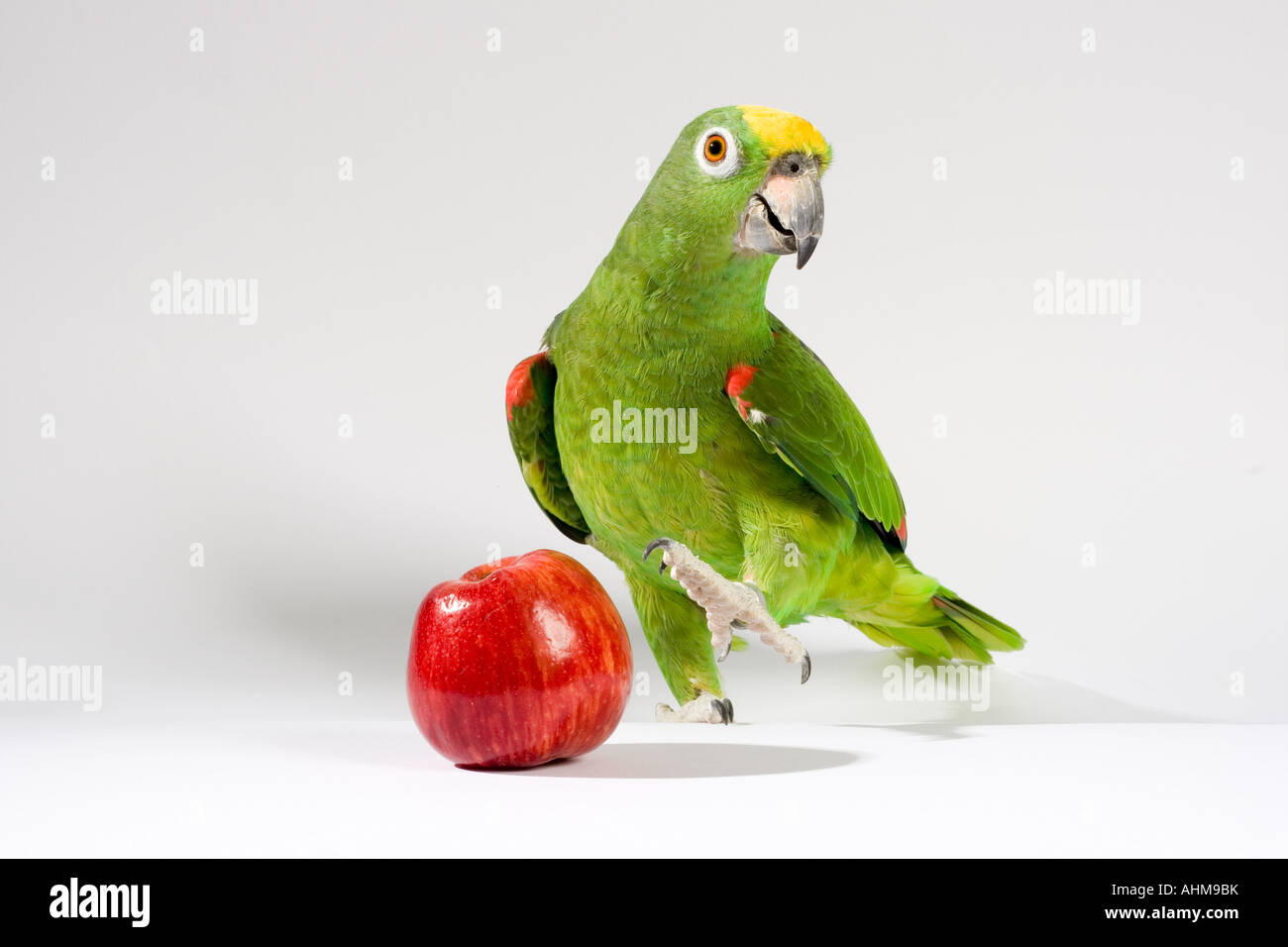 yellow-crowned parrot with apple - cut out Stock Photo - Alamy