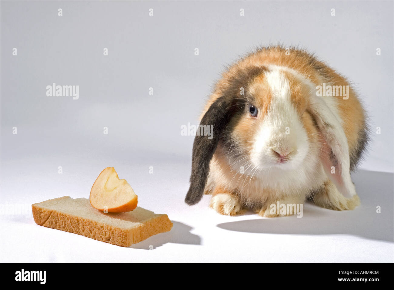 lop-eared dwarf rabbit - cut out Stock Photo - Alamy