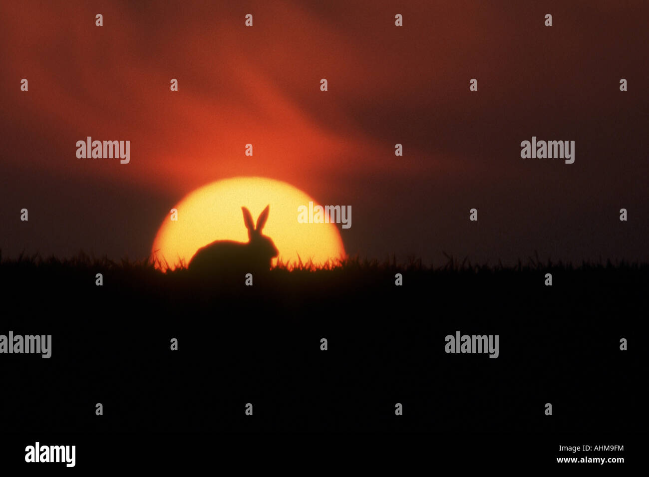 Hour of the hare hi-res stock photography and images - Alamy