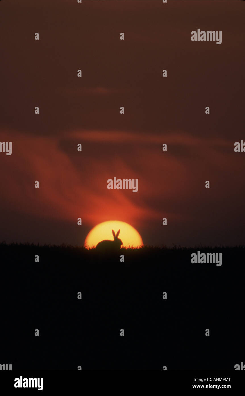 Hour of the hare hi-res stock photography and images - Alamy