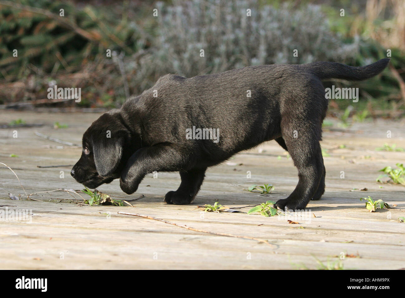 Black labrador sniffs hi-res stock photography and images - Alamy