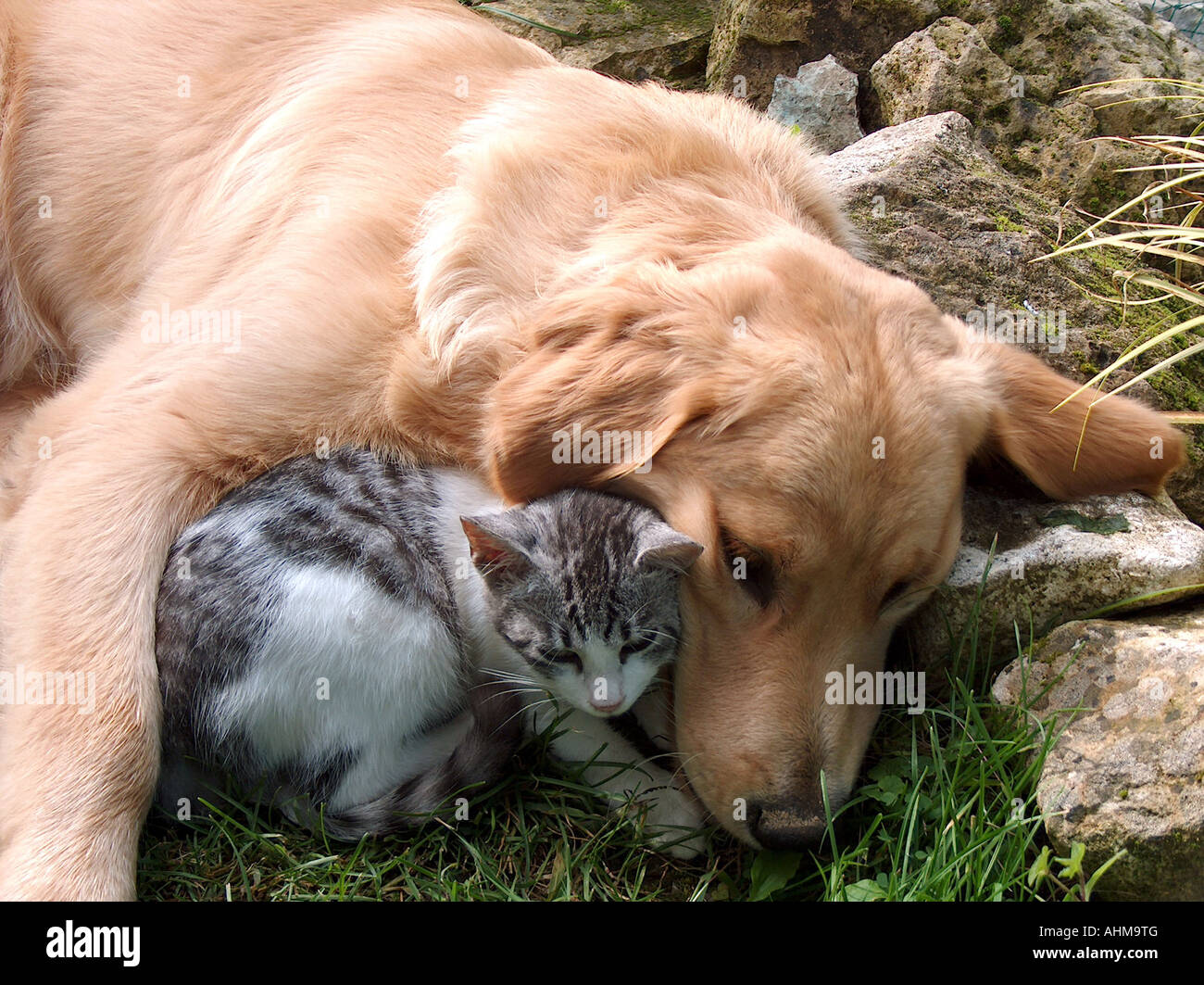5 meal cat and small dog hi-res stock photography and images - Alamy