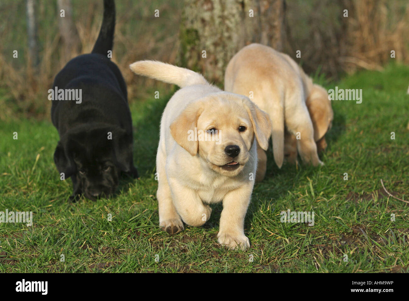 Three black labrador retrievers hi-res stock photography and images - Alamy