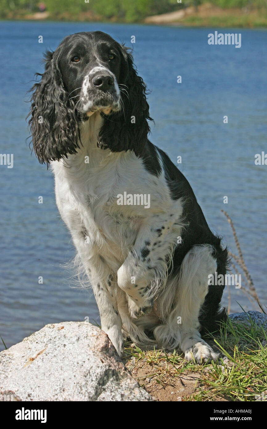English Springer Spaniel sitting in front of lake Stock Photo - Alamy