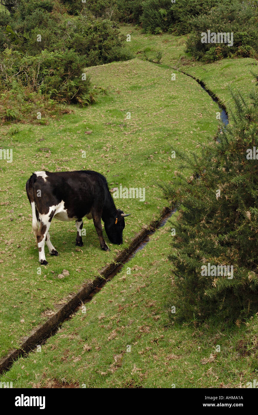 Madeira cow near a typical Levada Stock Photo - Alamy