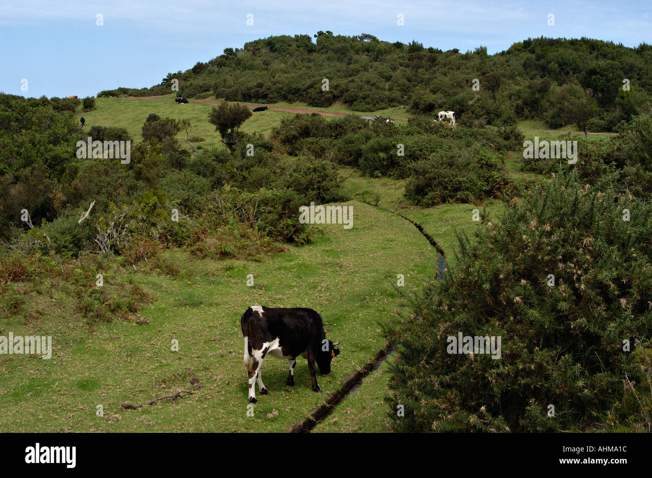 Madeira cow near a typical Levada Stock Photo - Alamy