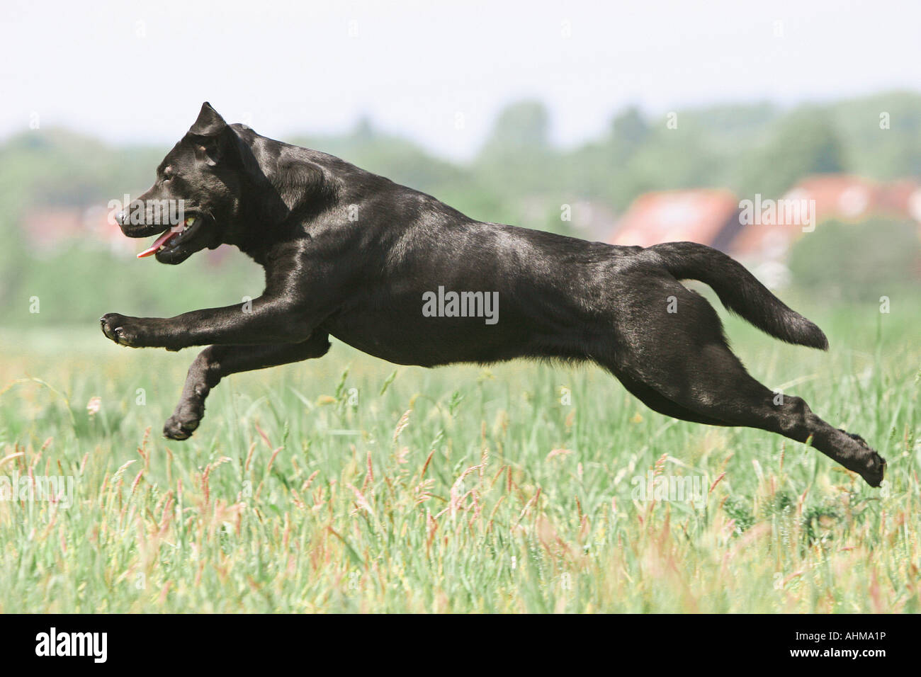 Labrador Retriever . Adult black dog running on a meadow Stock Photo ...