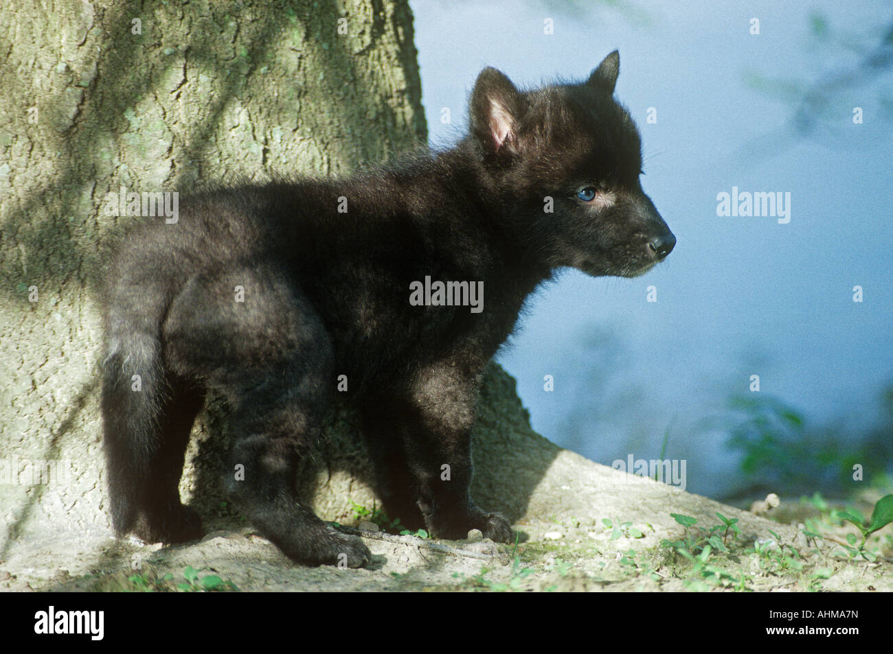 Eastern Timber Wolf Pups