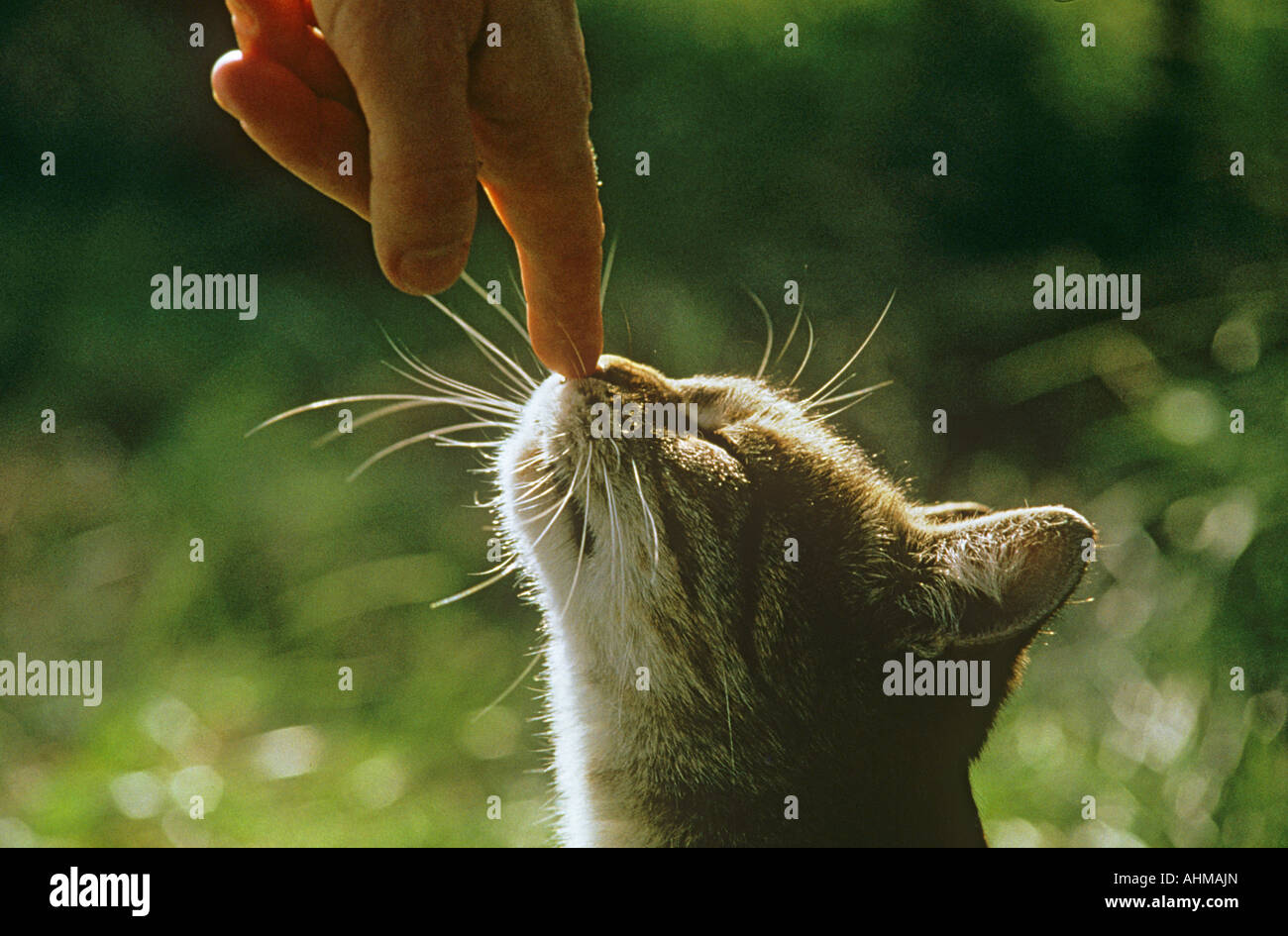 domestic cat - sniffing at finger Stock Photo - Alamy