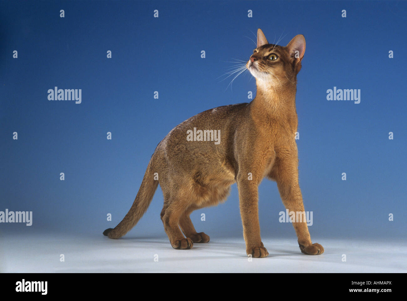 Abyssinian cat - standing - cut out Stock Photo - Alamy