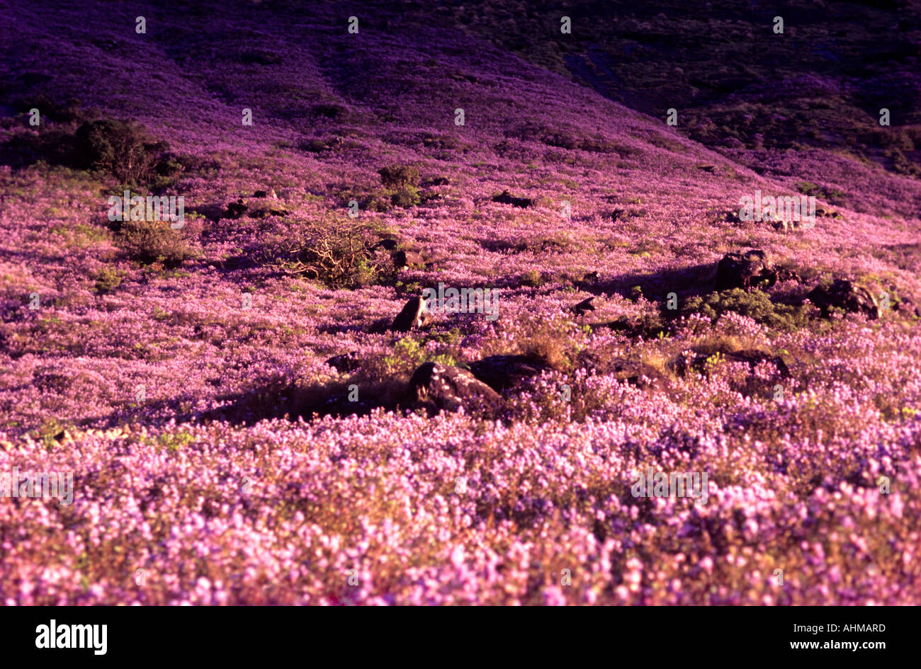 NEELAKURINJI IN FULL BLOOM IN MUNNAR Stock Photo - Alamy