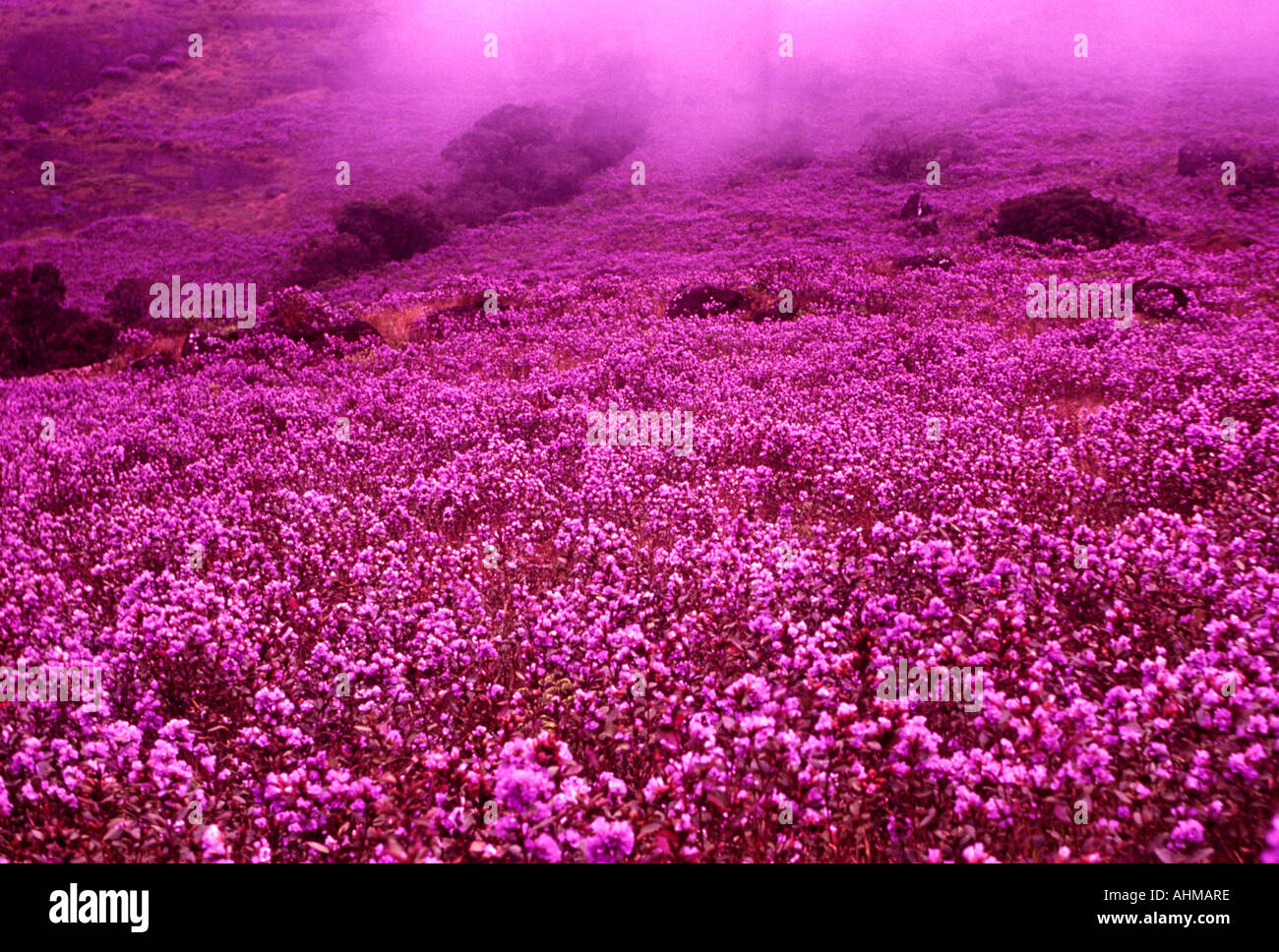 NEELAKURINJI IN FULL BLOOM IN MUNNAR Stock Photo - Alamy