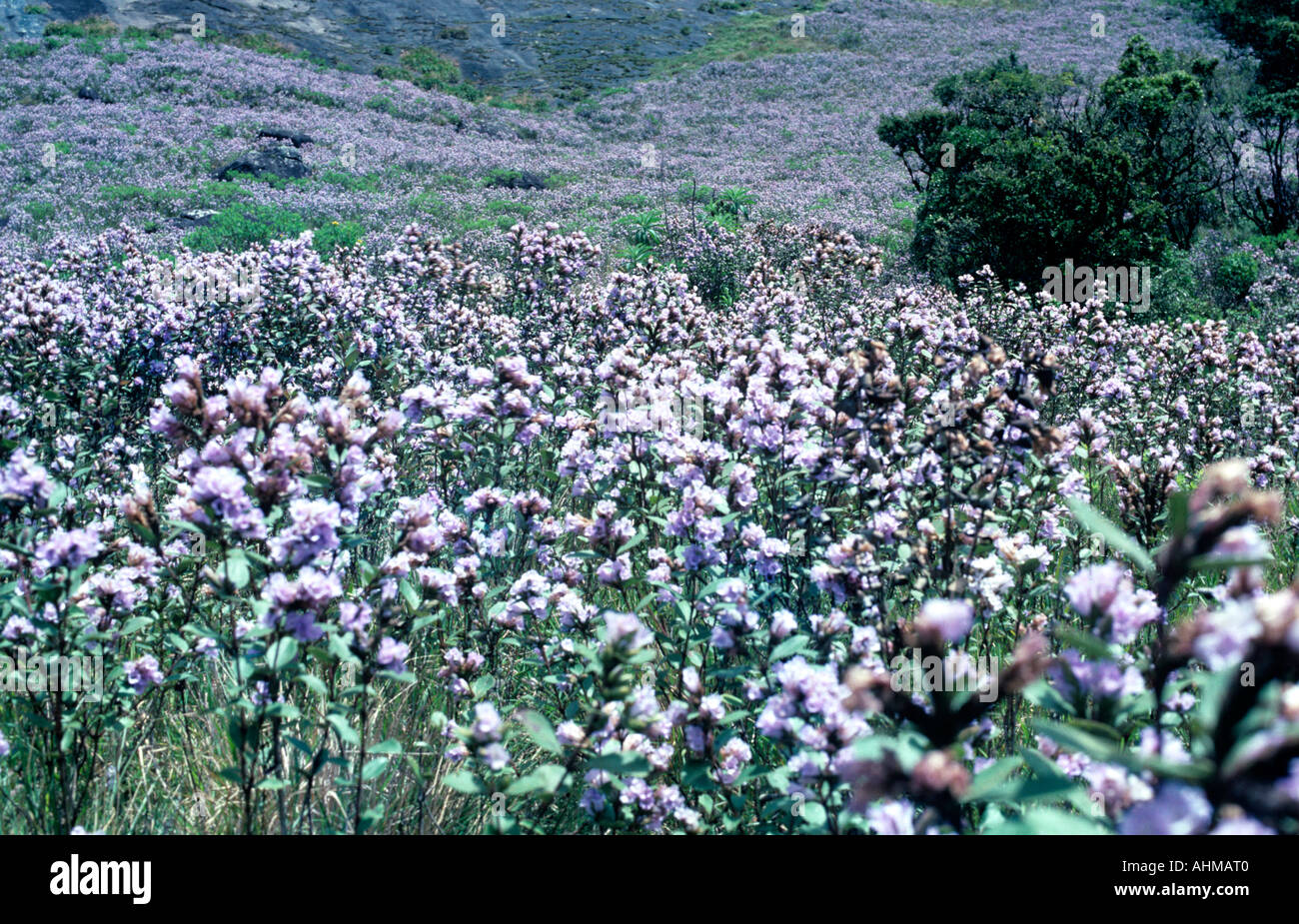 NEELAKURINJI IN FULL BLOOM IN MUNNAR Stock Photo - Alamy