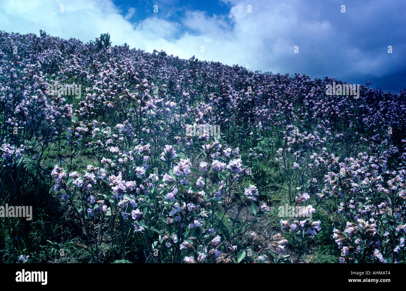 NEELAKURINJI IN FULL BLOOM IN MUNNAR Stock Photo - Alamy