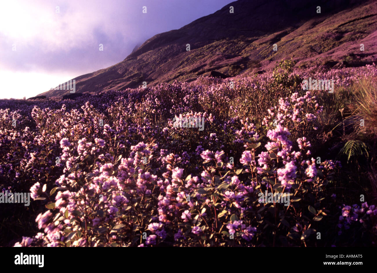 NEELAKURINJI IN FULL BLOOM IN MUNNAR Stock Photo - Alamy