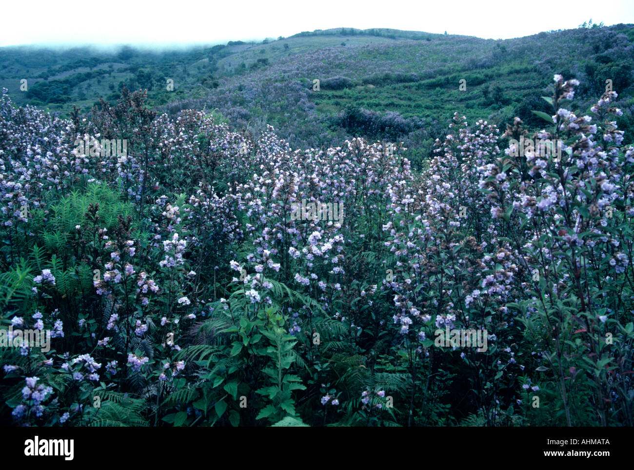 NEELAKURINJI IN FULL BLOOM IN MUNNAR Stock Photo - Alamy