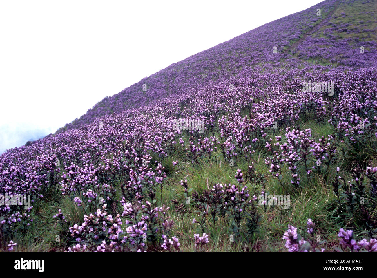NEELAKURINJI IN FULL BLOOM IN MUNNAR Stock Photo - Alamy