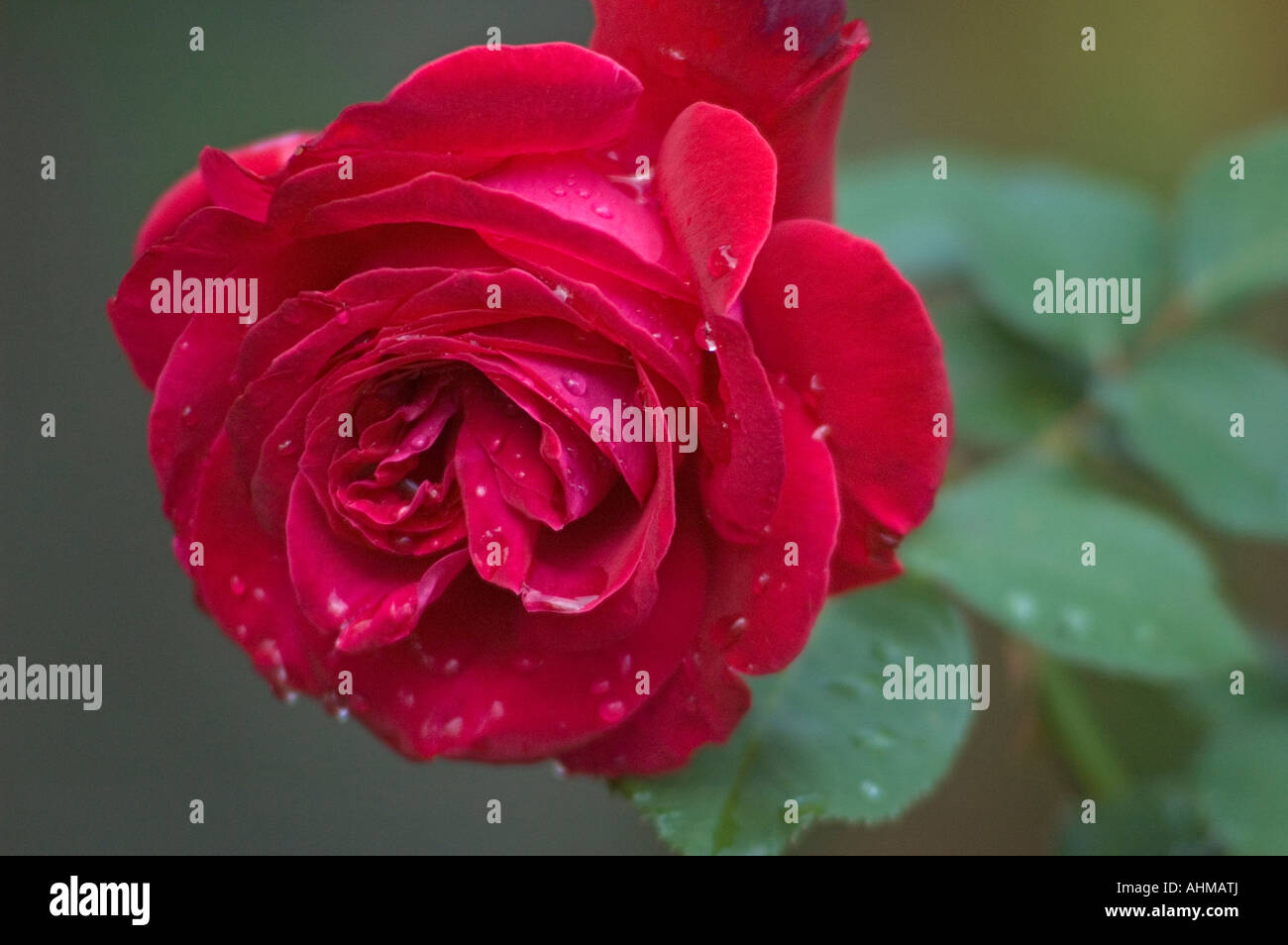 Rose after use hi-res stock photography and images - Alamy