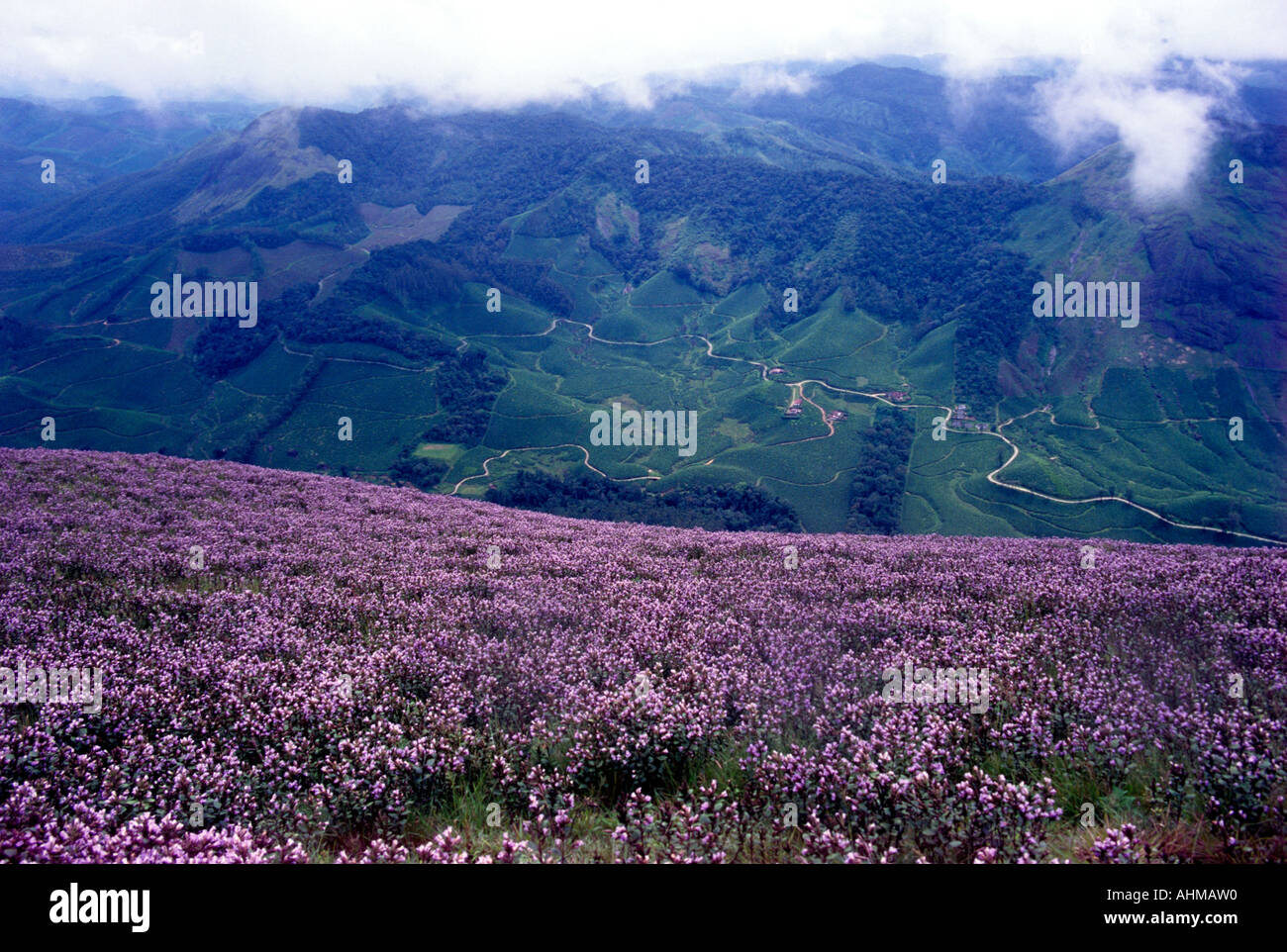 NEELAKURINJI IN FULL BLOOM IN MUNNAR Stock Photo - Alamy