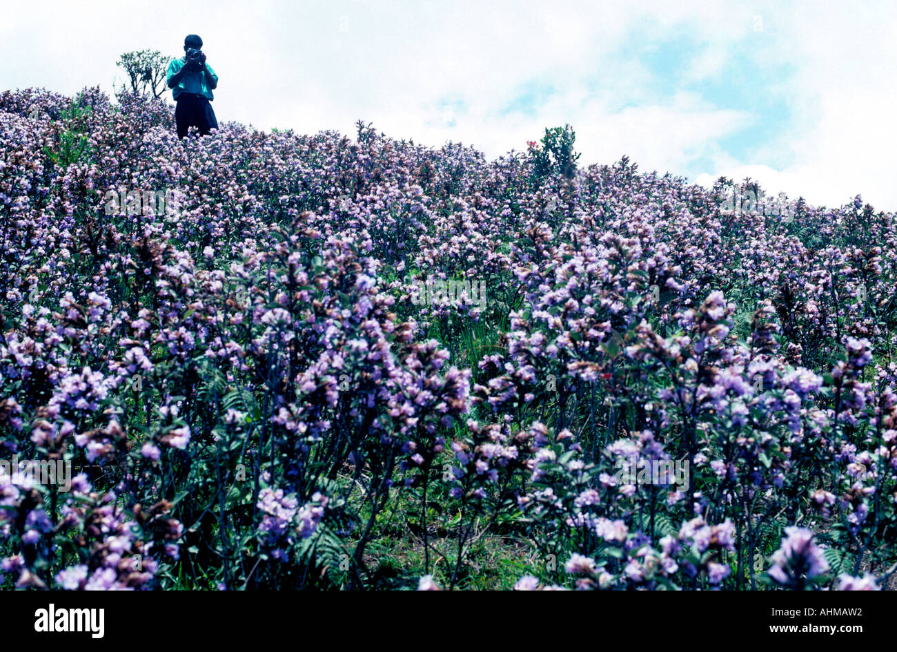 NEELAKURINJI IN FULL BLOOM IN MUNNAR Stock Photo - Alamy
