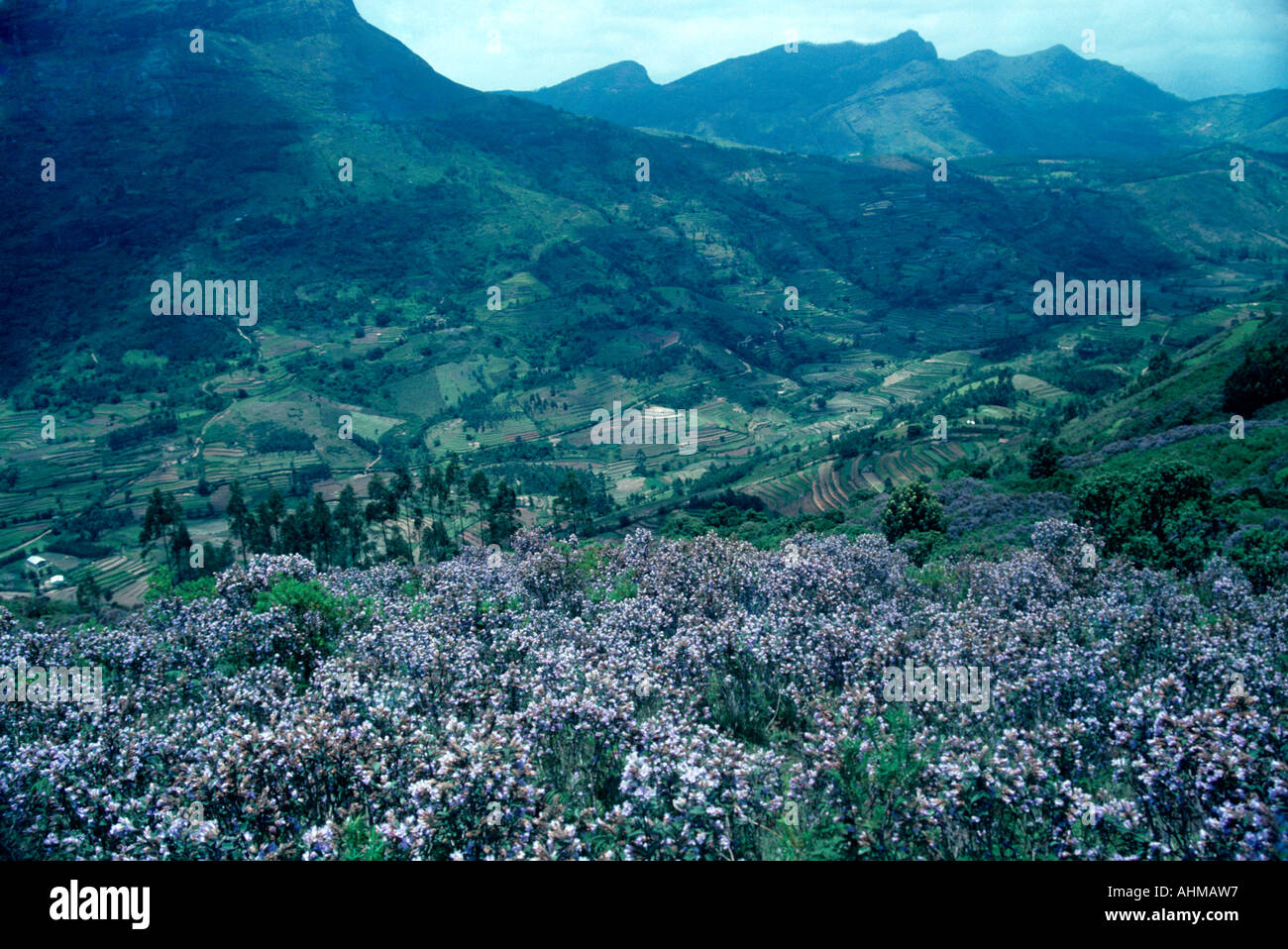 Neelakurinji hi-res stock photography and images - Alamy