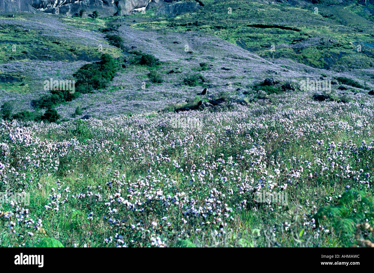 NEELAKURINJI IN FULL BLOOM IN MUNNAR Stock Photo - Alamy