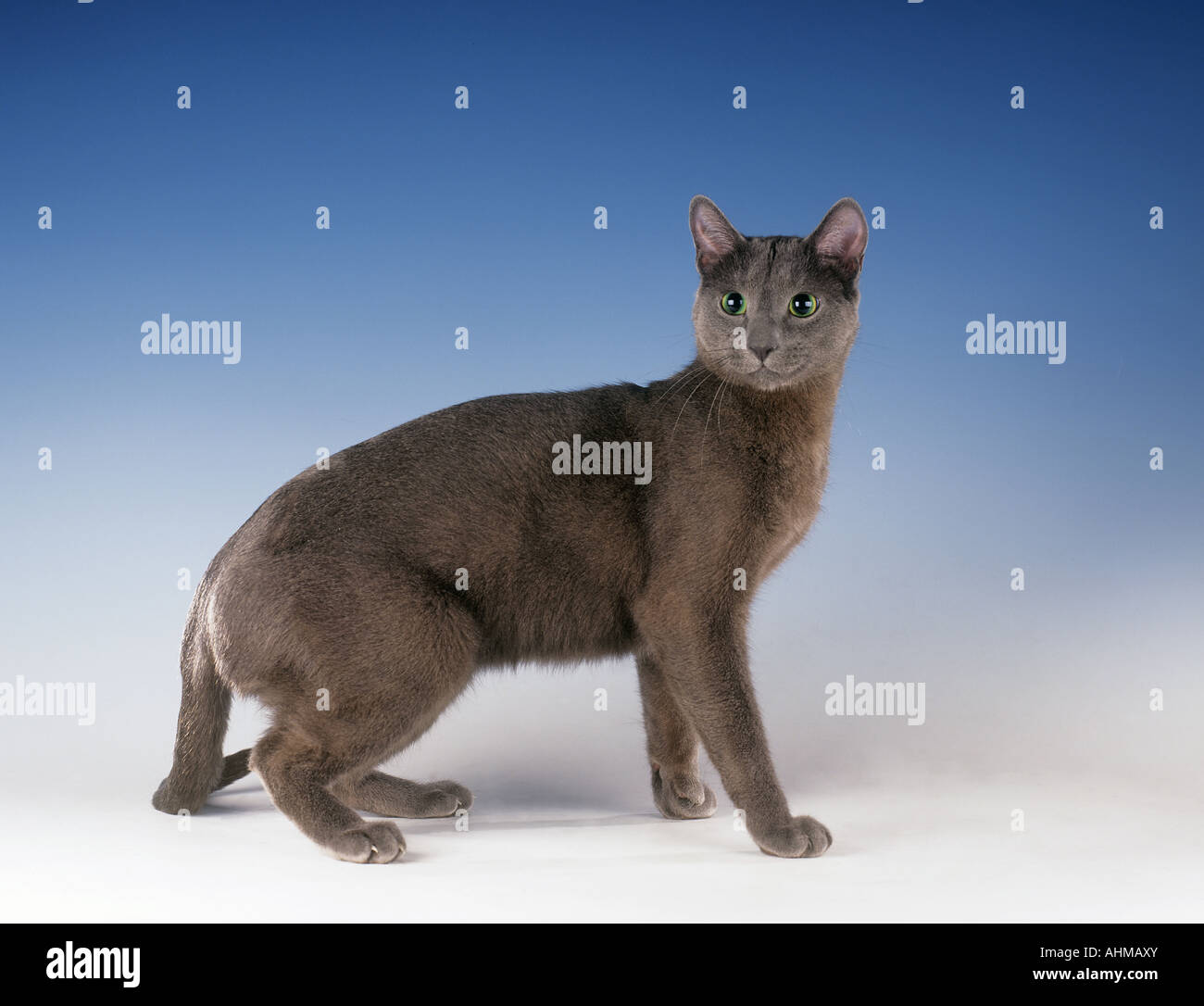 Russian blue cat stands hi-res stock photography and images - Alamy