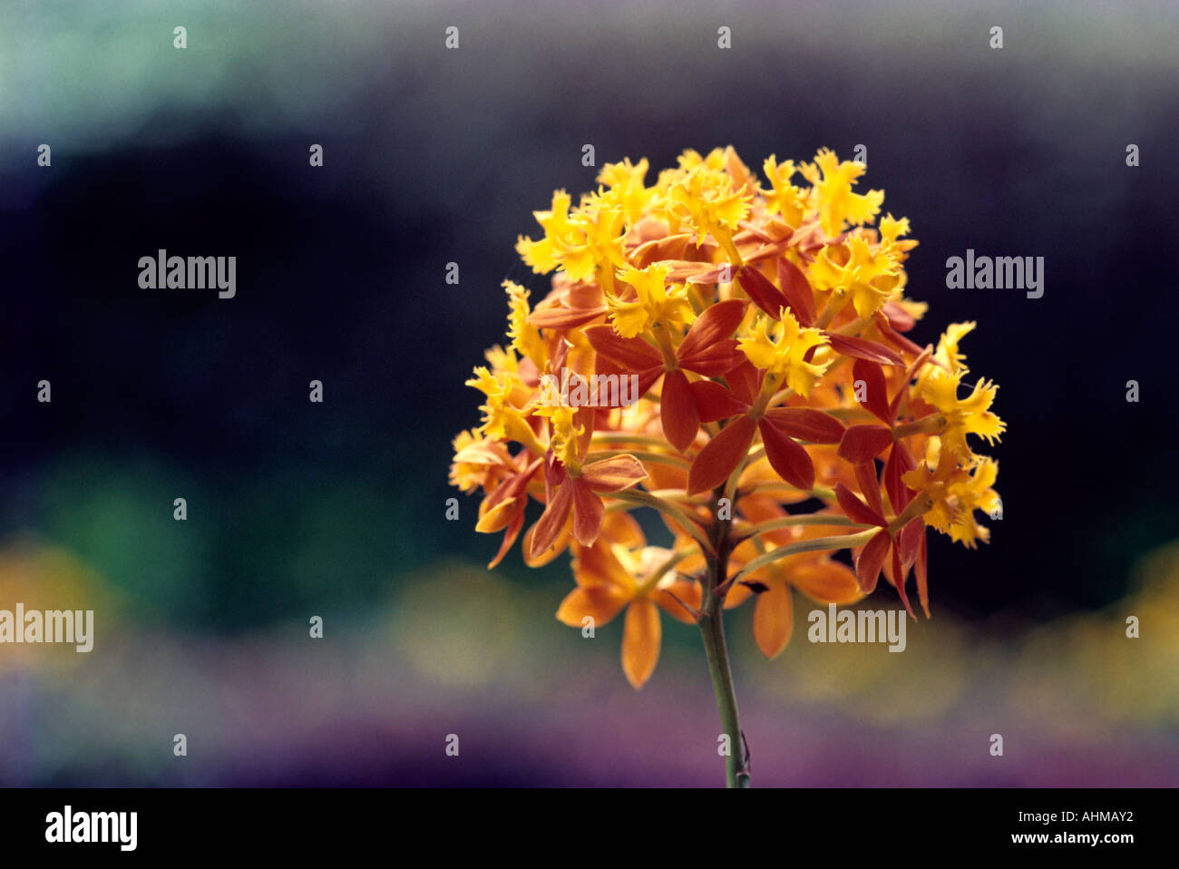 GARDEN FLOWER KERALA Stock Photo - Alamy
